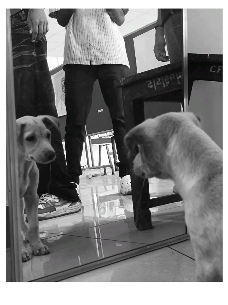 Dog and Mirror | PDF