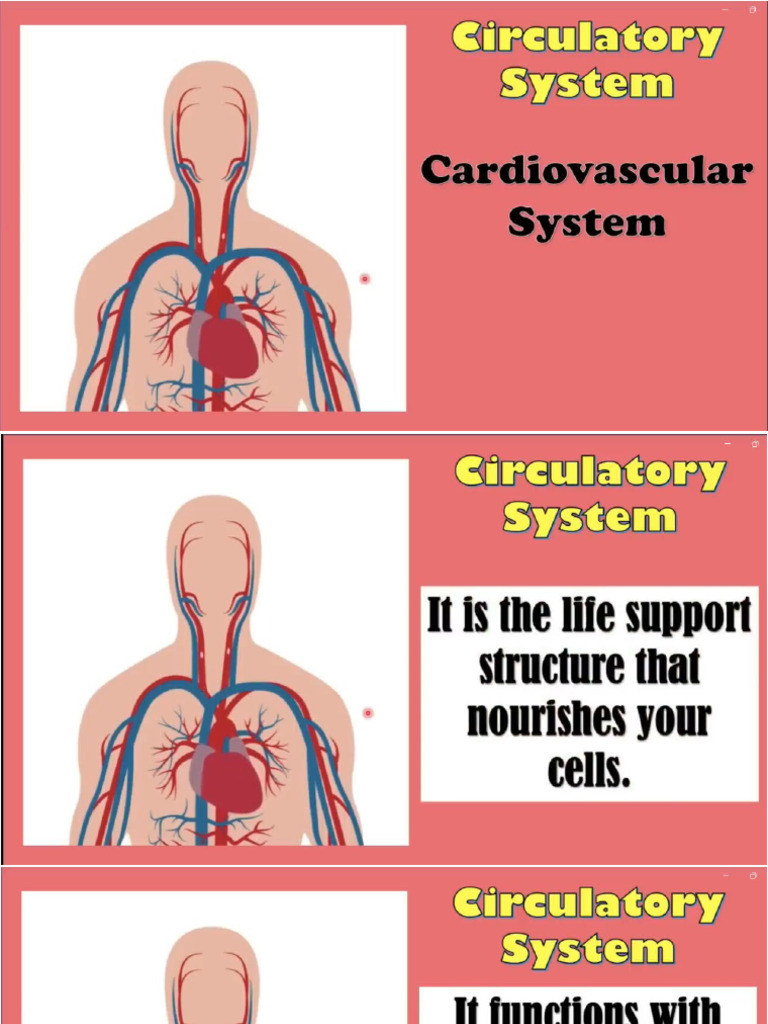 Circulation and Respiration | PDF
