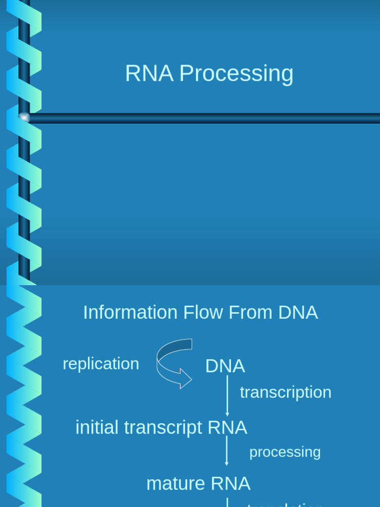 RNA Processing | PDF | Rna | Messenger Rna
