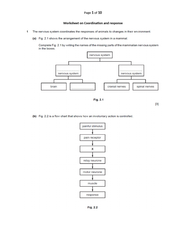 Worksheet On Coordination and Response | PDF