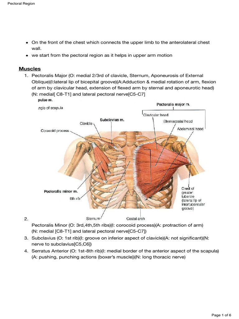 Pectoral region | PDF | Arm | Human Anatomy