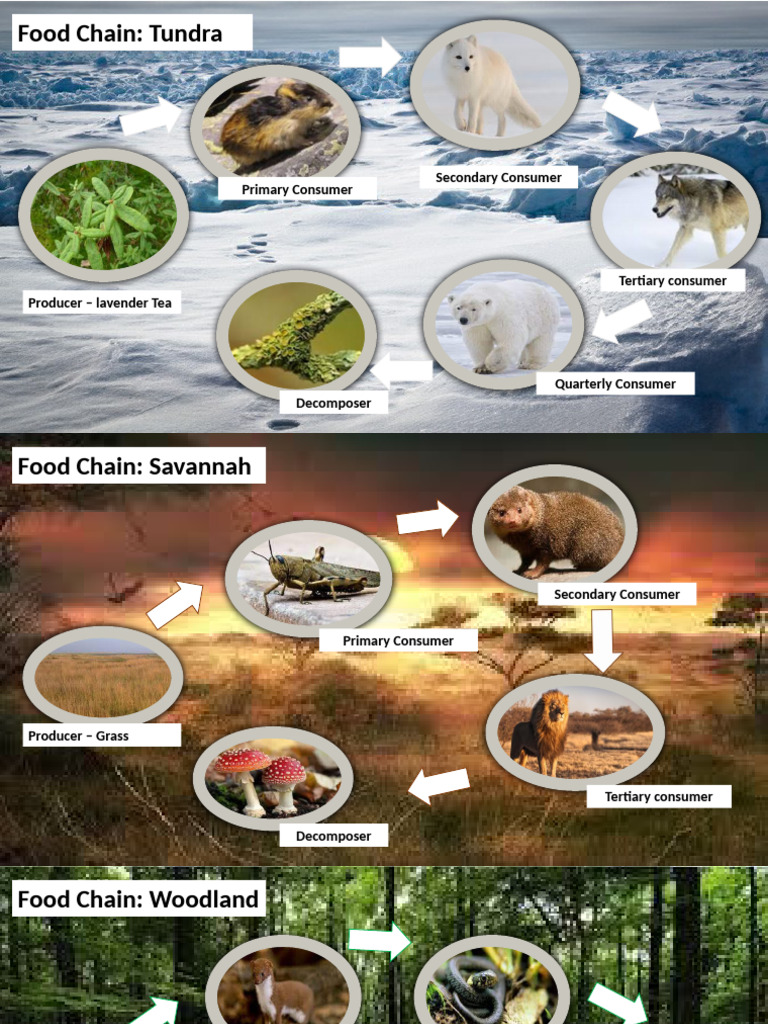 Food Chains in Tundra, Savannah, Woodland | PDF