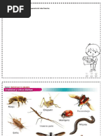 Actividades de Insectos para Preescolar | PDF | Insectos