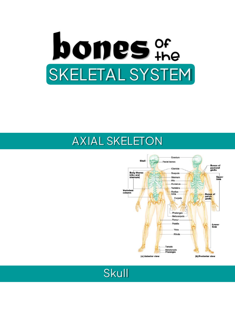 Axial and Appendicular Skeleton | PDF | Pelvis | Skull