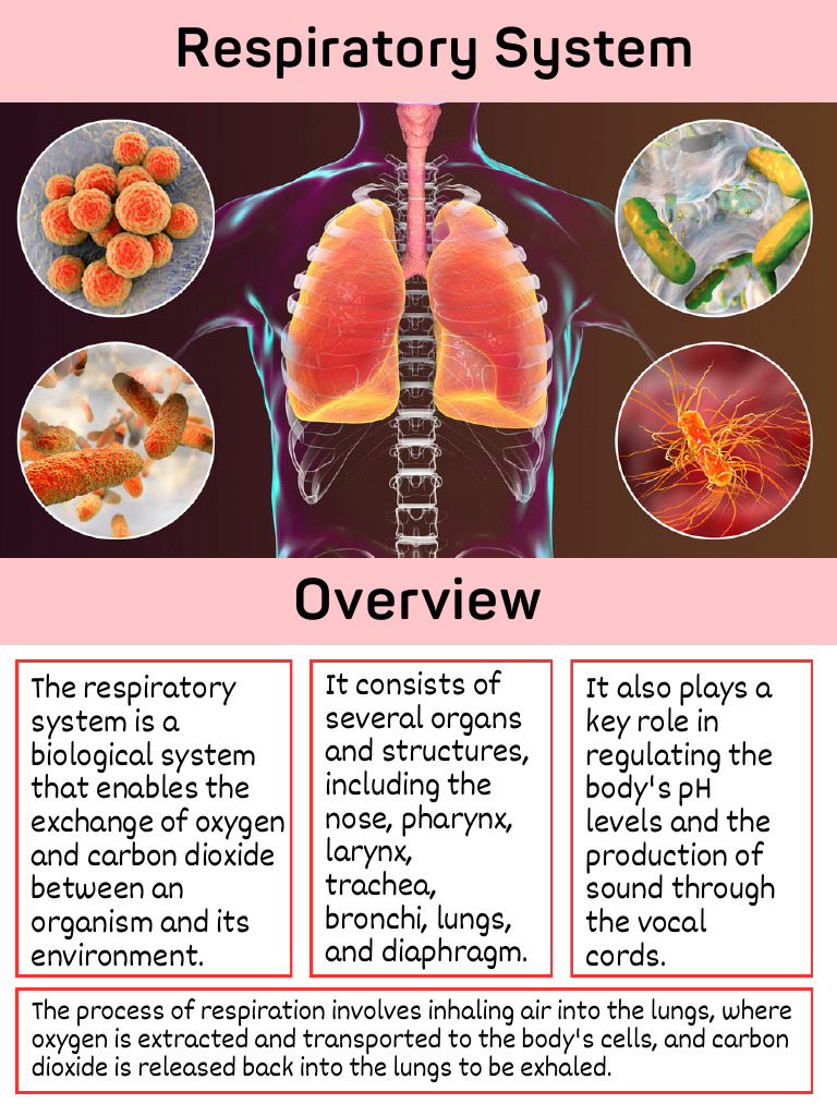 Respiratory System Flashcards | PDF | Respiratory System | Lung