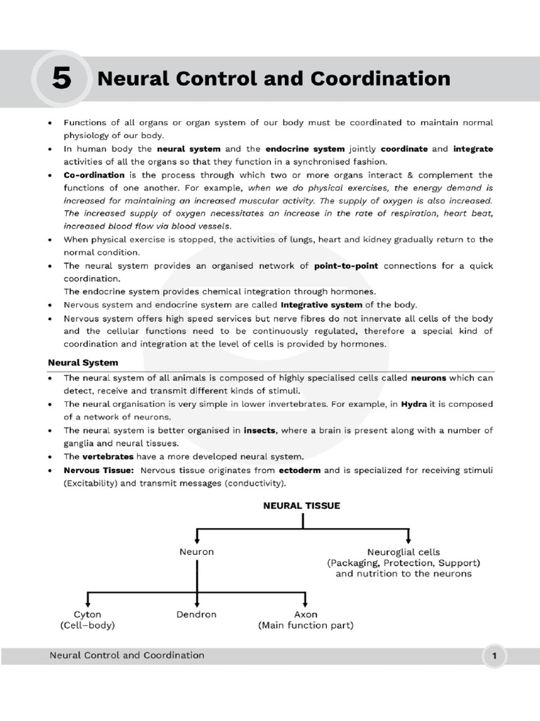 Scribd NEET NOTES XI CH 18 Neural Control and Coordination | PDF