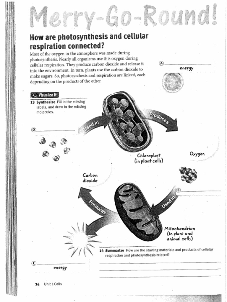 Photosynthesis and Cellular Respiration Graphic | PDF