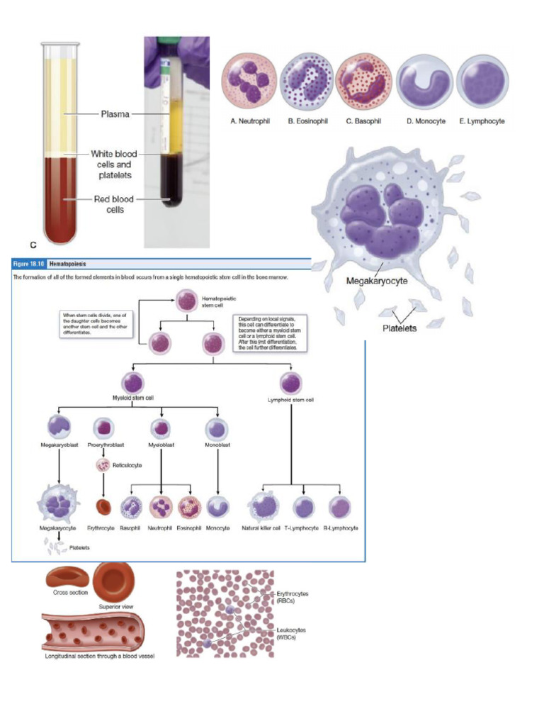 BLOOD | PDF