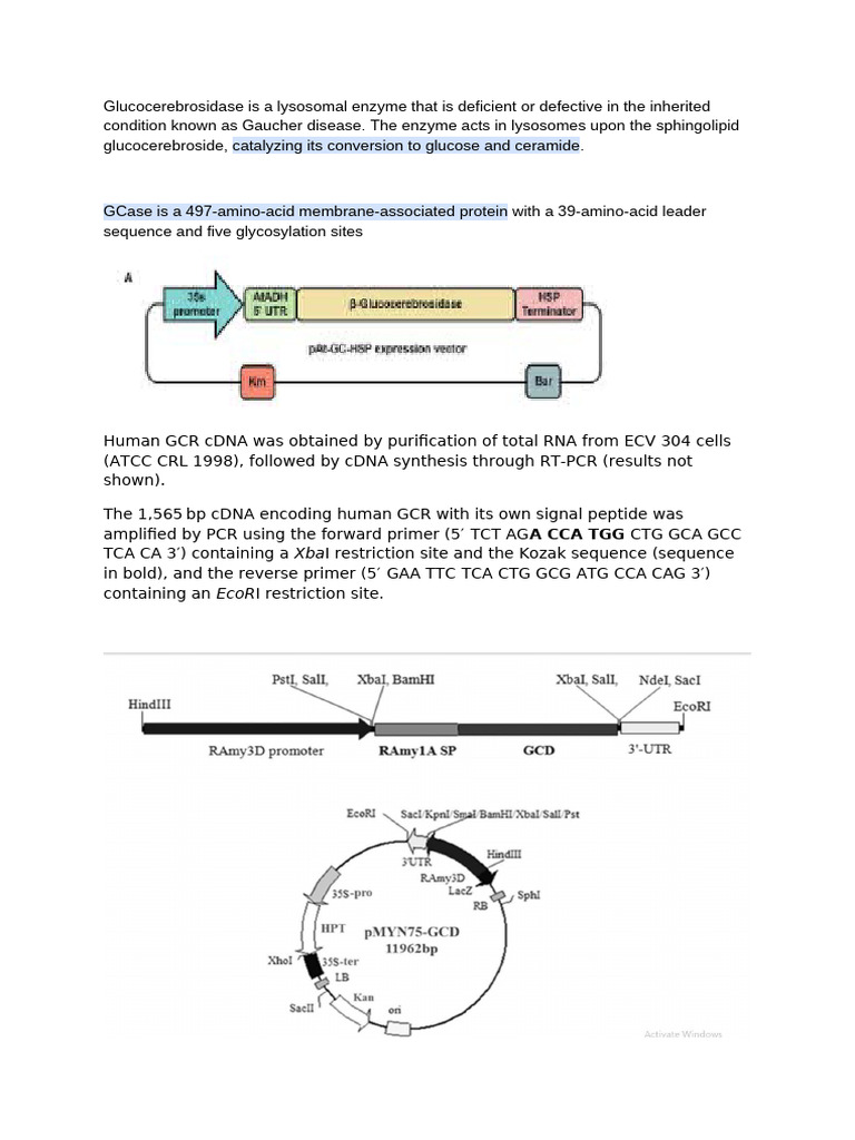 Gaucher Disease Enzyme Research | PDF