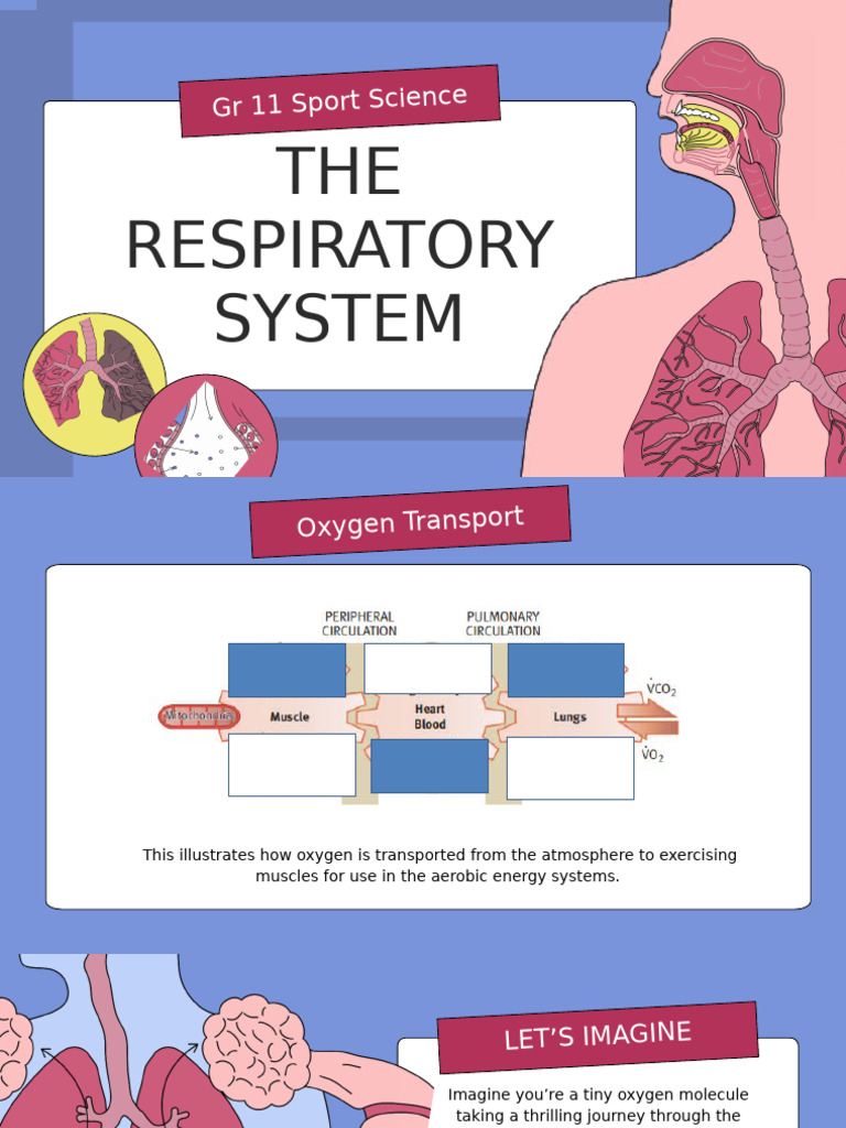 Oxygen Transport in the Respiratory System | PDF | Respiratory Tract ...