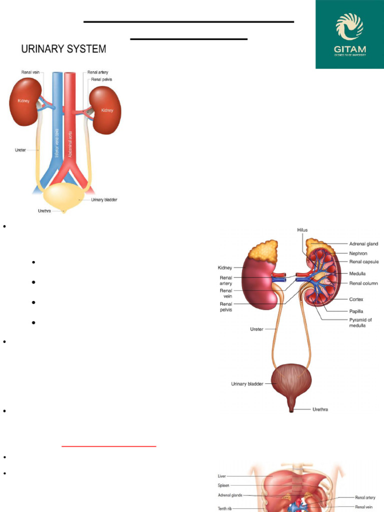 Unit 3 Urinary System | PDF | Kidney | Urination