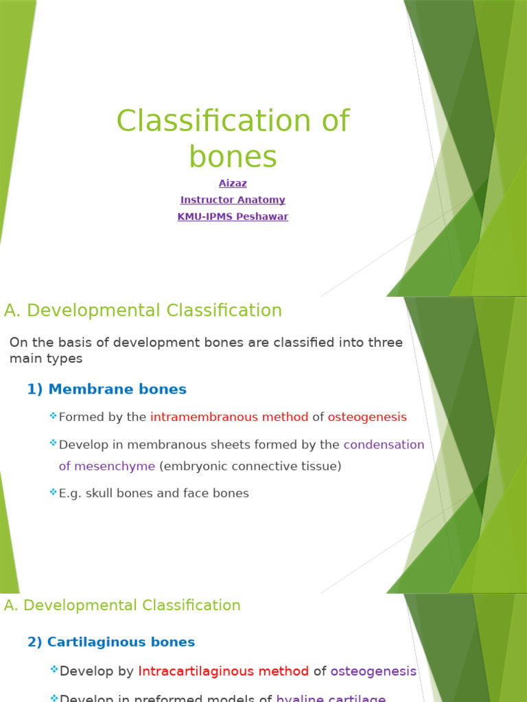 Anatomy Lec 4 (Classification of Bones)-1 | PDF | Bone | Skeletal System