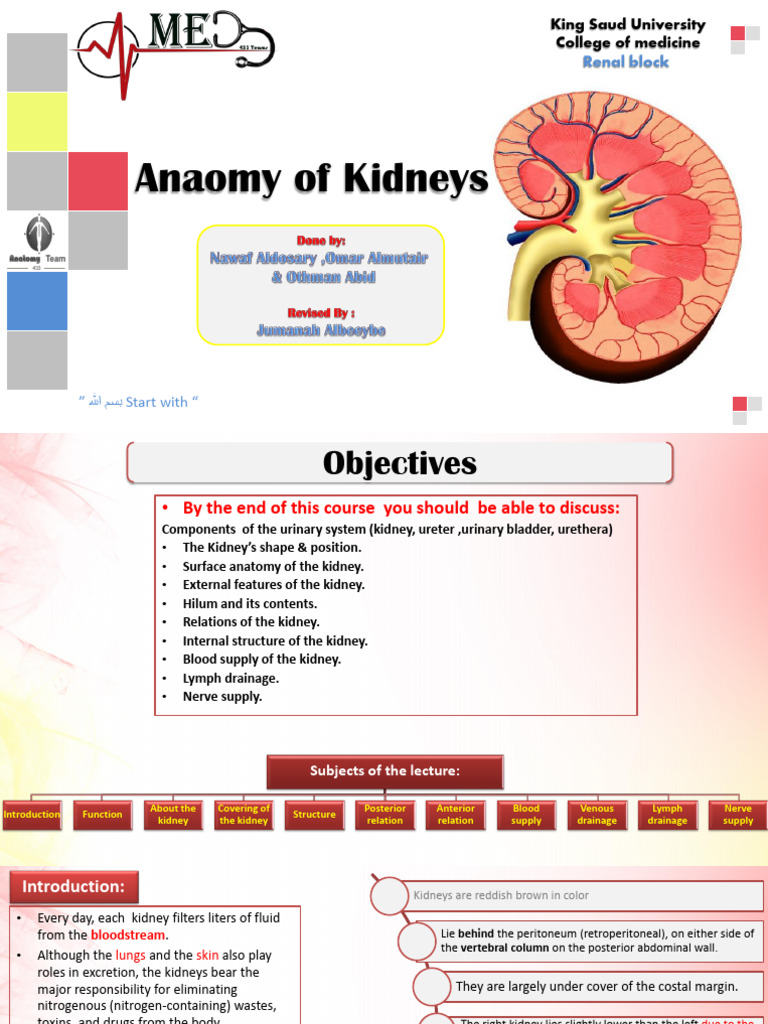 L1-Anatomy of The Kidney | PDF | Kidney | Vein