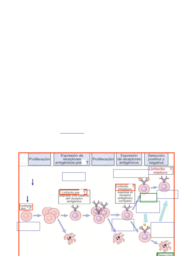 UNIDAD 8- RESPUESTA INMUNE HUMORAL Y CELULAR-2011 | PDF | Sistema complementario | Célula T
