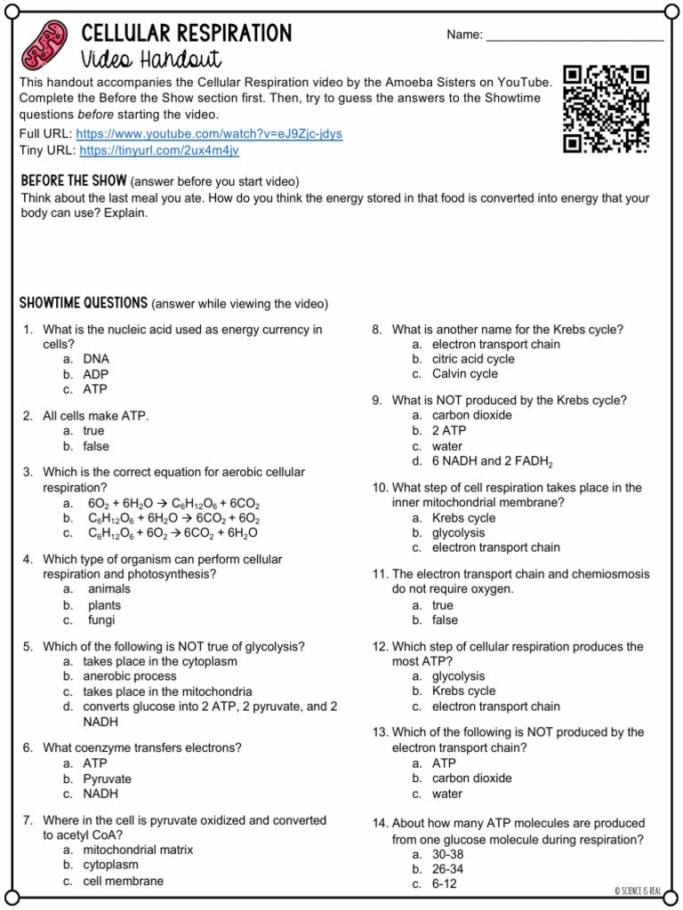 Cellular Respiration Video Worksheet | PDF | Cellular Respiration ...