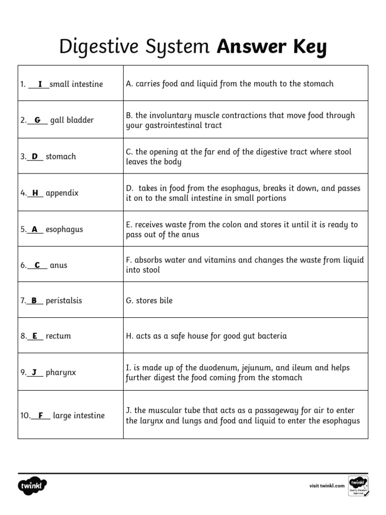Answer Key Exploring The Digestive System | PDF