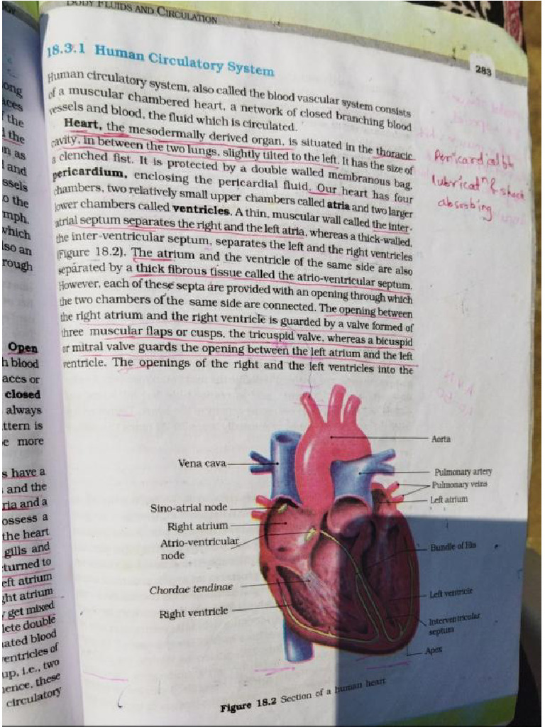 Human Circulatory System | PDF