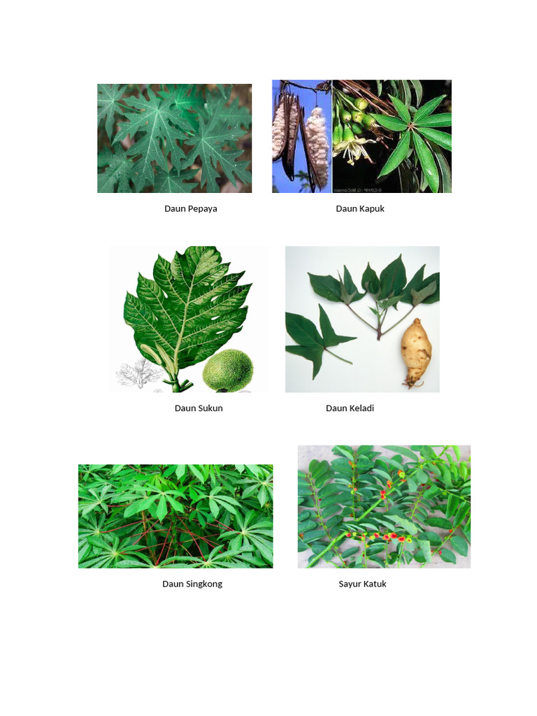 Daun Pepaya | PDF