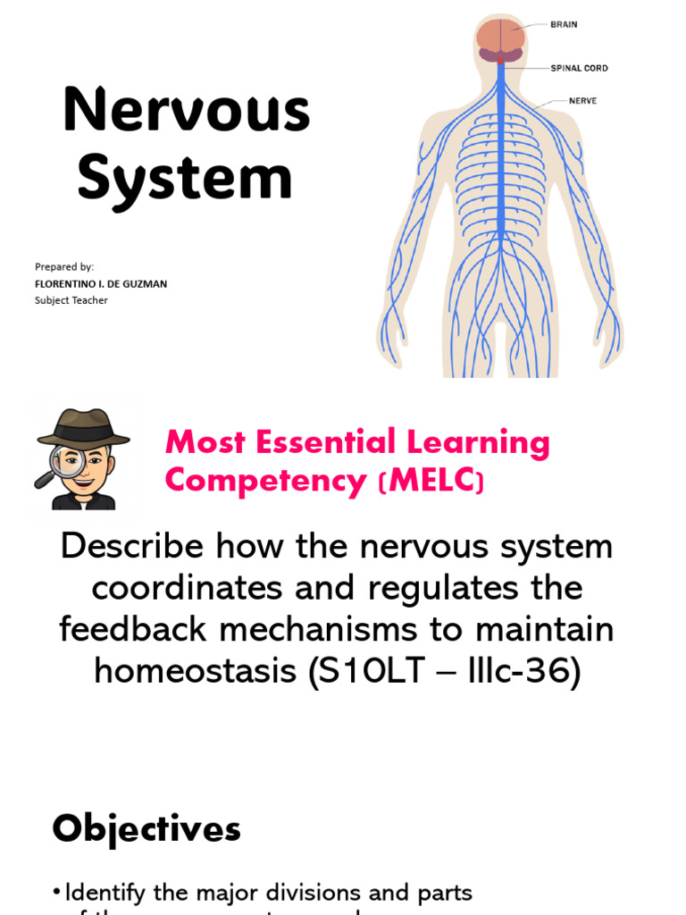 Q3 Lesson 3 Nervous System | PDF | Nervous System | Central Nervous System