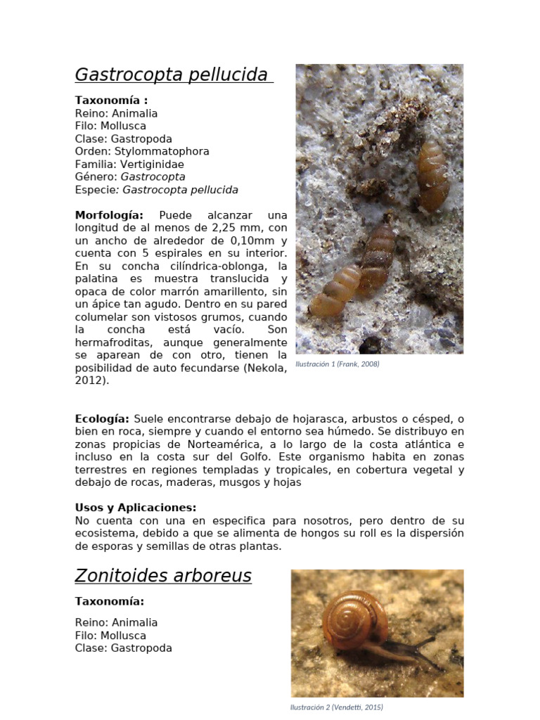 Características de Gastrocopta pellucida | PDF | Biología | Organismos