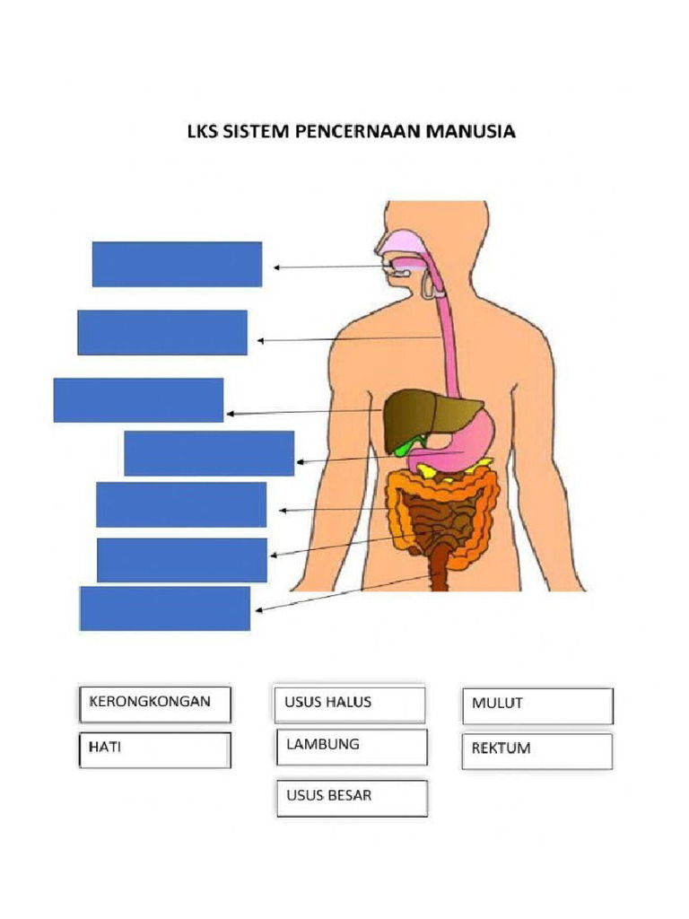 LKPD Organ-Organ Pencernaan | PDF