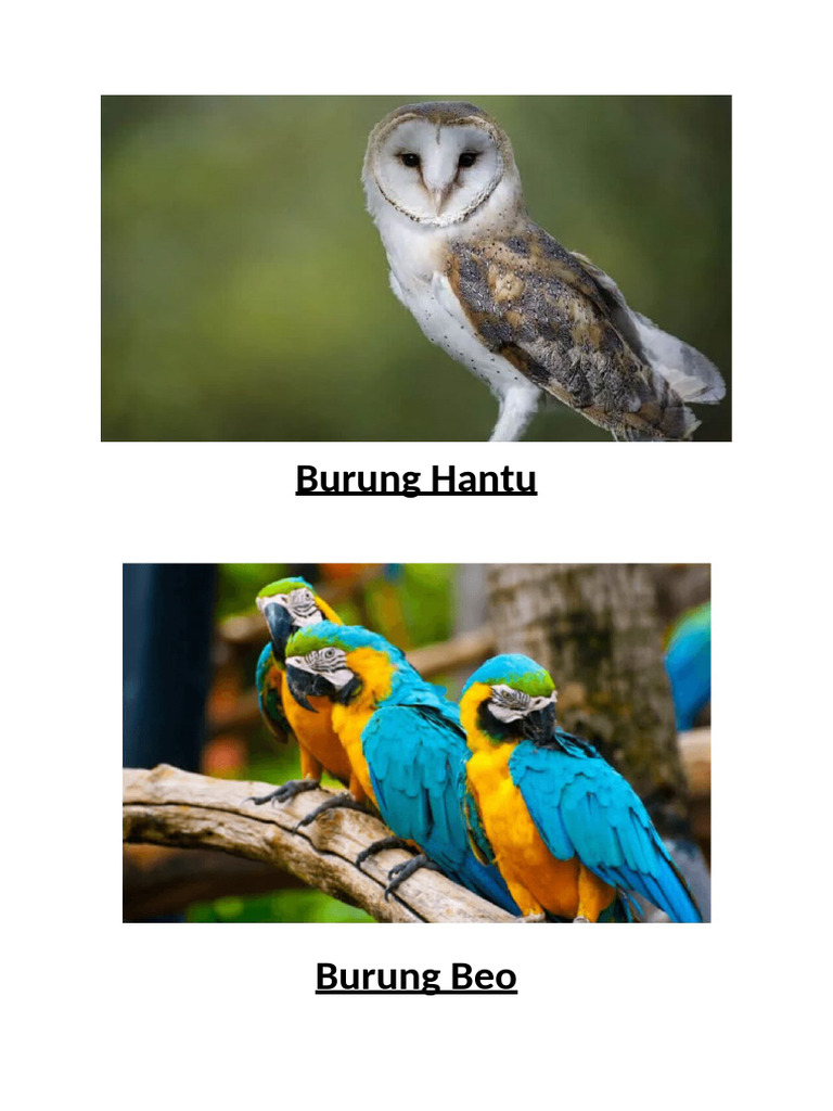 Burung Hantu | PDF