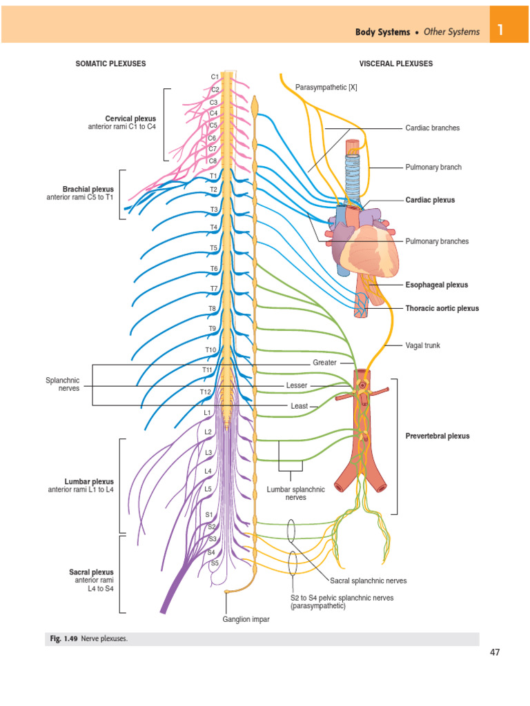 Anatomy of Nerve Plexuses and Back Functions | PDF | Vertebra | Vertebral Column