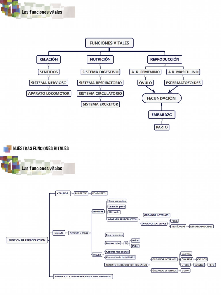 Esquemas Tema 1 | PDF
