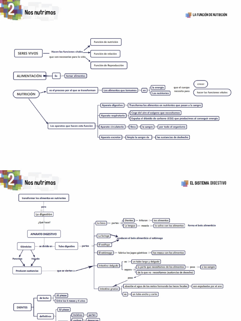 Esquemas Tema 2 | PDF