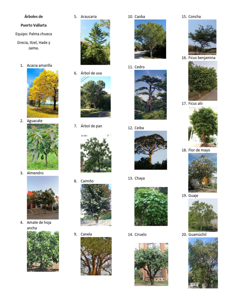 70 Imagenes de Arboles | PDF | Arboles