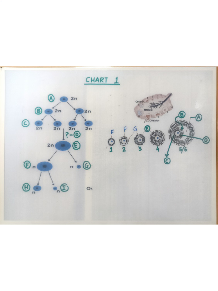 Embryology Charts | PDF