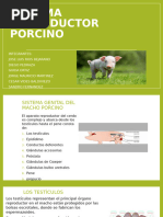 Aparato Reproductor Del Cerdo | PDF | Sistema reproductivo | Hormona ...