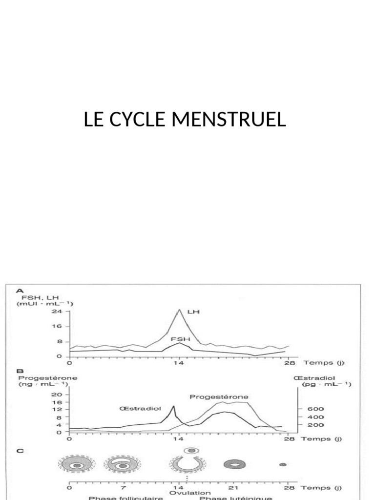 Phases du Cycle Menstruel et Hormones | PDF | Cycle menstruel ...