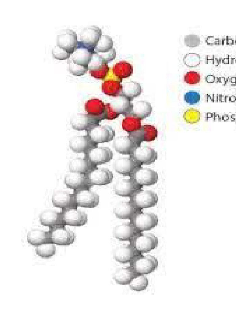 anaphy drawing | PDF