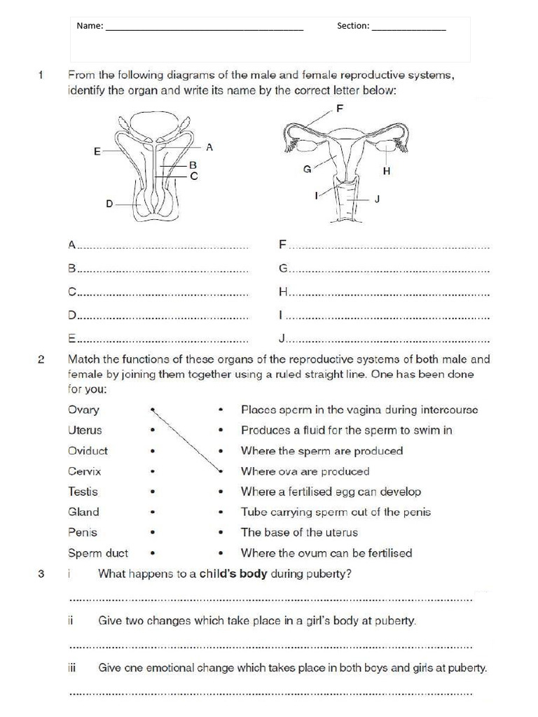 Reproductive System Worksheet | PDF