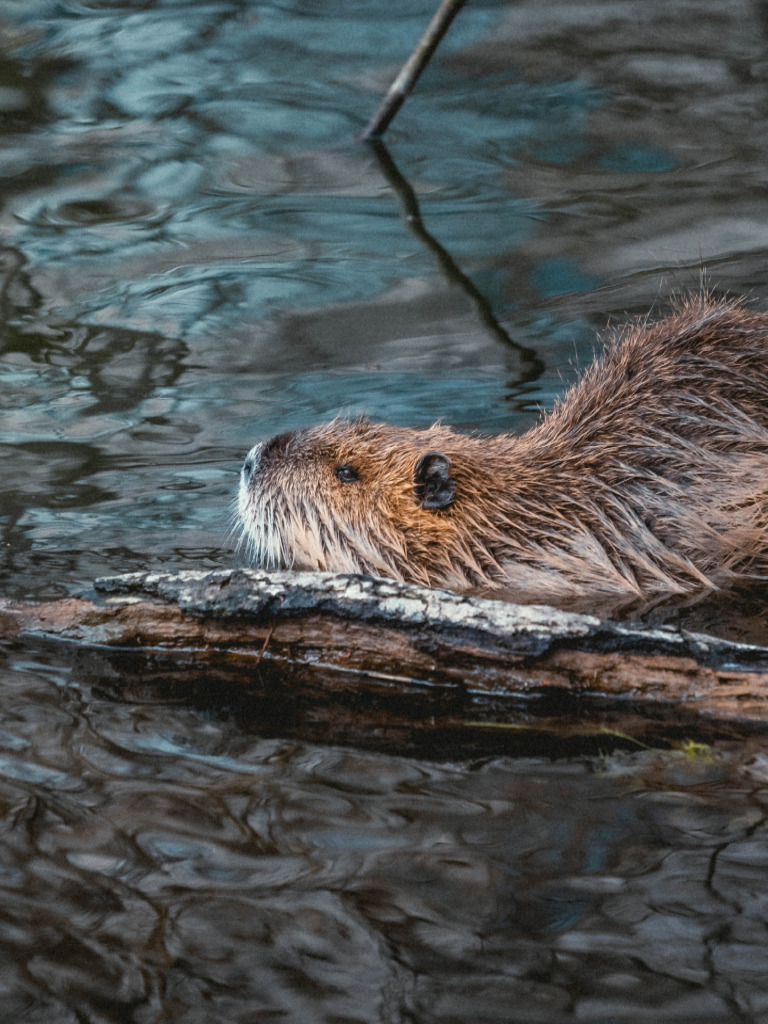 Multispecies Justice in River Ecosystems | PDF | Earth Sciences ...