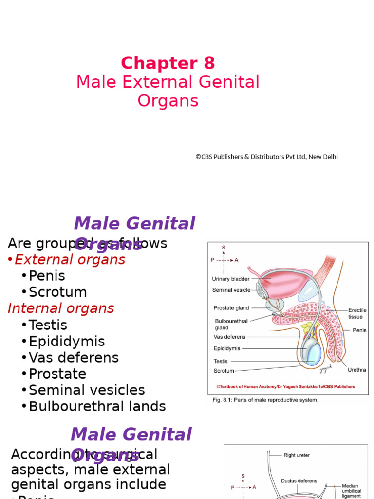 Male External Genital Anatomy Overview | PDF | Testicle | Prostate
