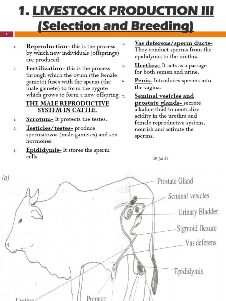 Selection and Breeding. | PDF | Reproductive System | Uterus