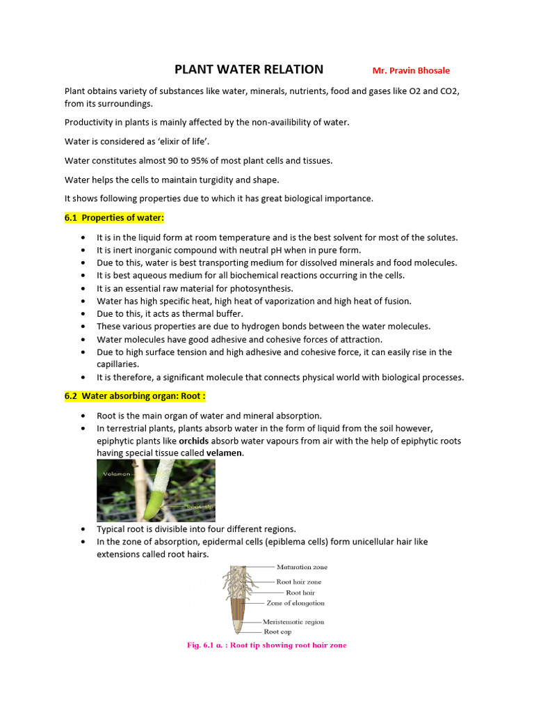 Plant Water Relations Overview | PDF | Stoma | Osmosis