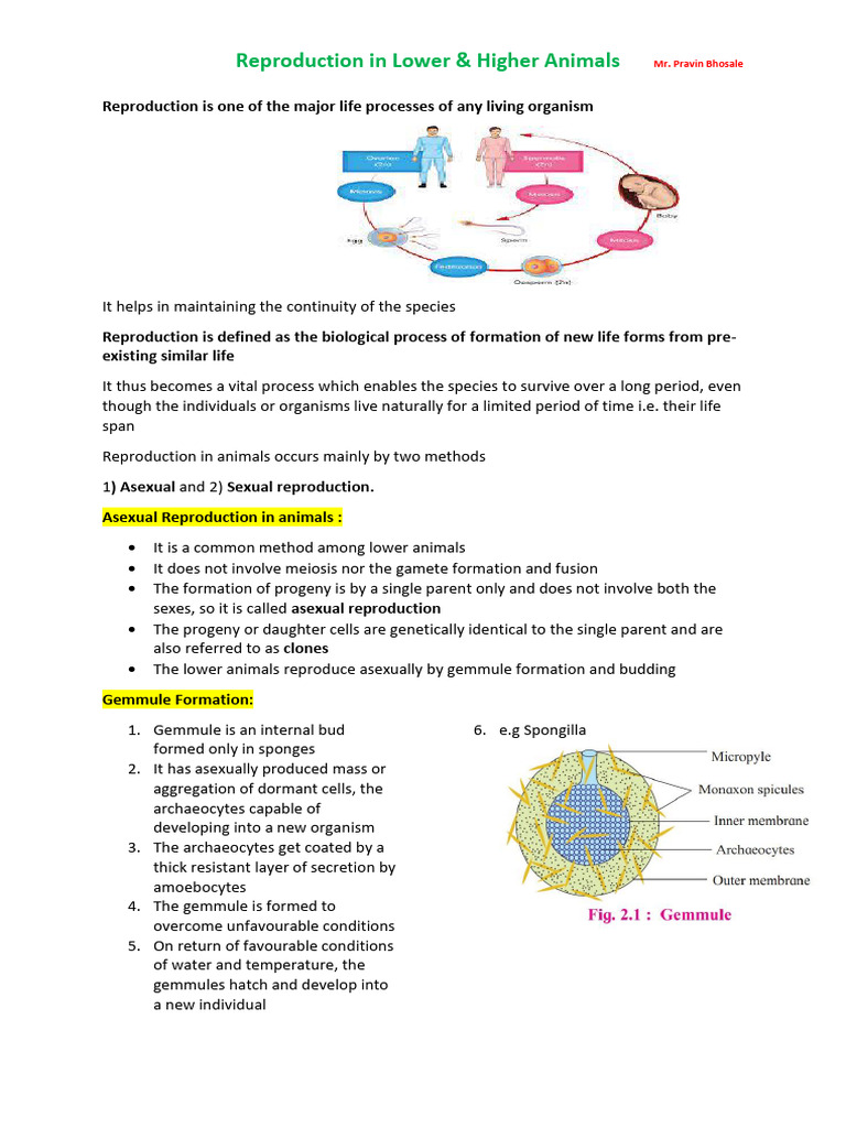 Reproduction in Lower & Higher Animals | PDF | Menstrual Cycle | Ovary
