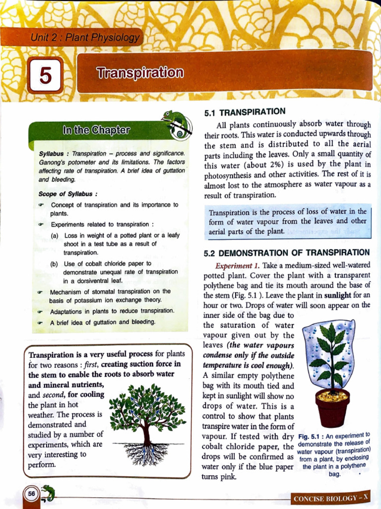 Transpiration | PDF | Stoma | Leaf