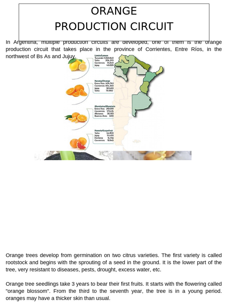 Argentina Orange Production Guide | PDF