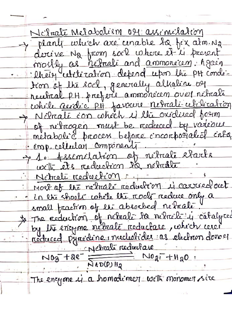 Nitrate Assimilation | PDF