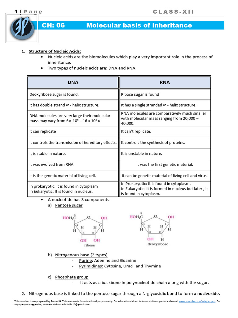 Chapter 6. Biology. Class 12th. Molecular Basis of Inheritance | PDF ...