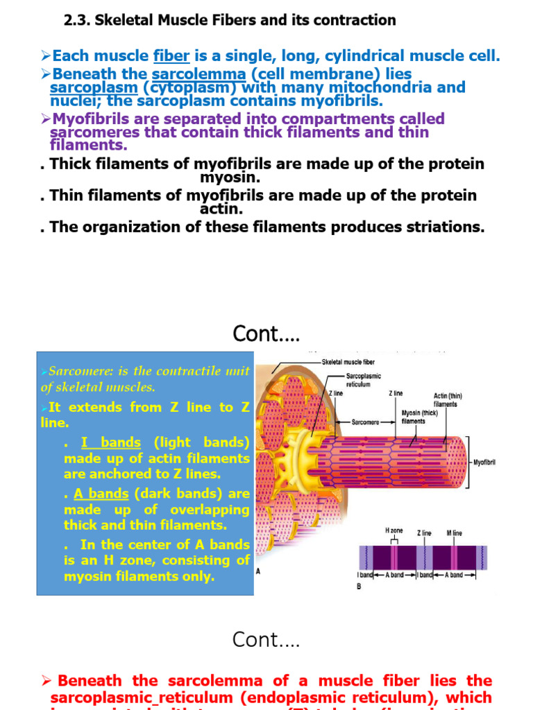 2.3 Muscle Fiber Its Contraction PDF | PDF | Muscle Contraction ...
