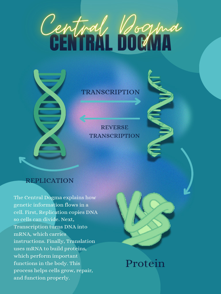 Central Dogma: Transcription | PDF