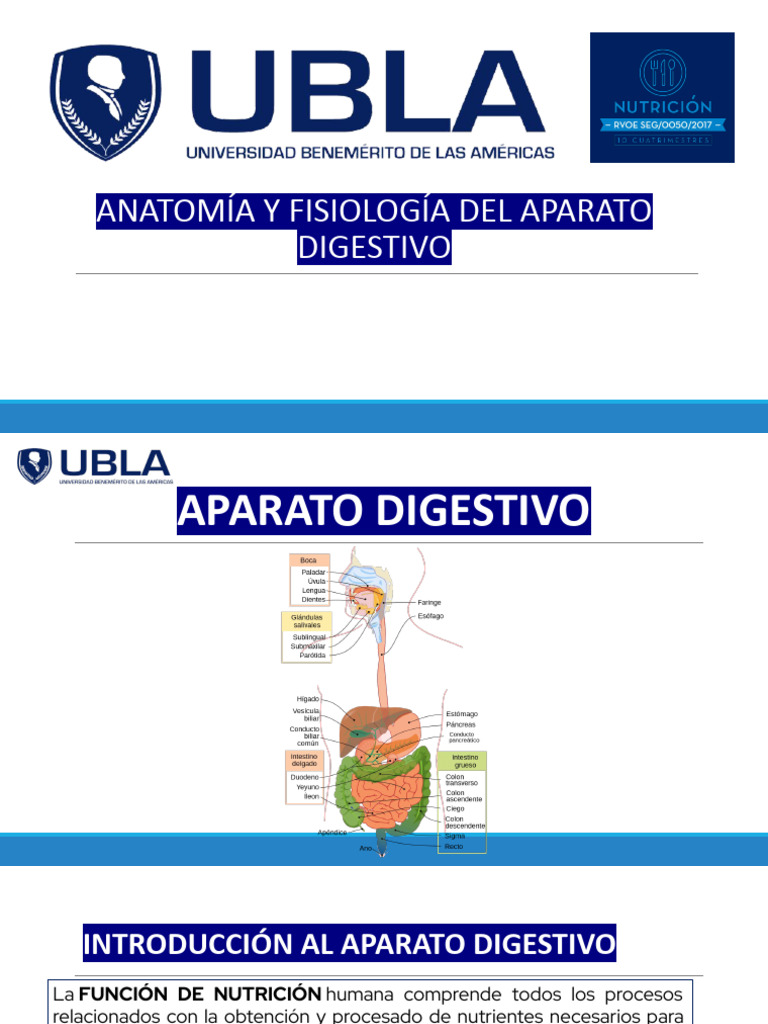 Anatomía y Función del Aparato Digestivo | PDF | Digestión | Bilis