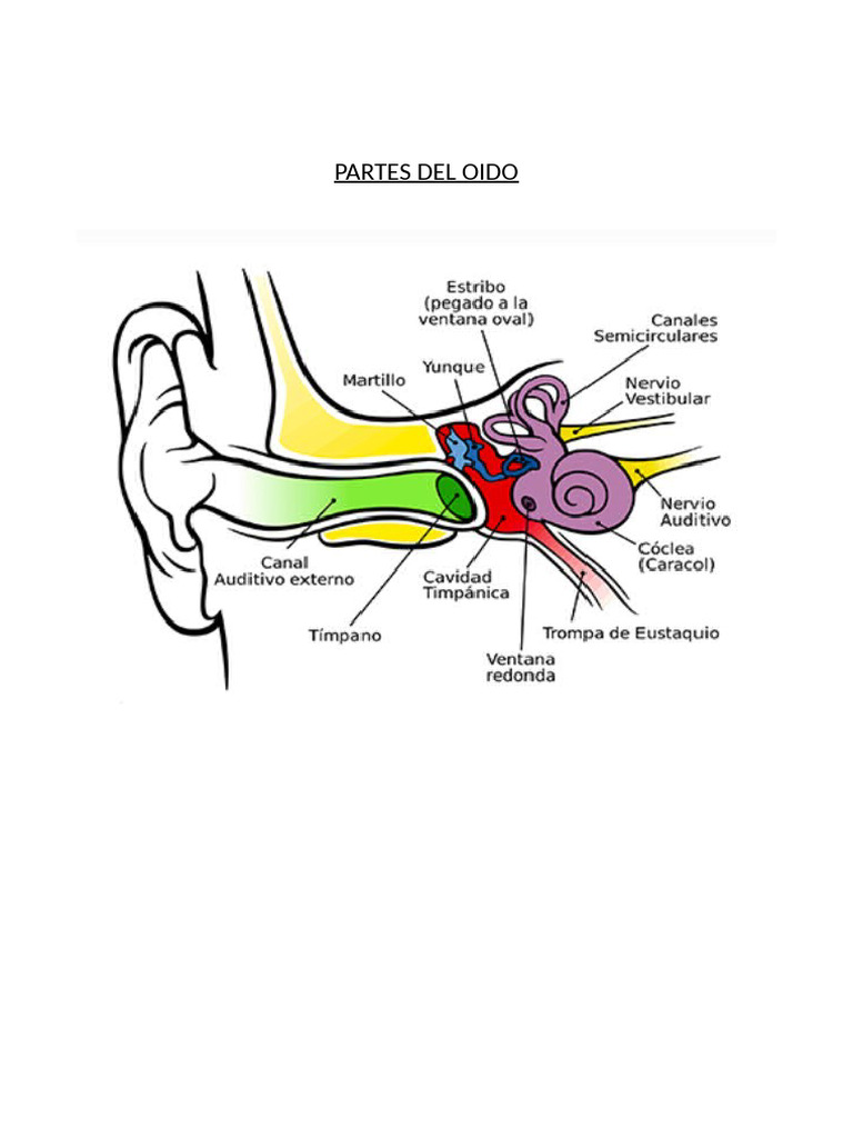 PARTES DEL OIDO | PDF
