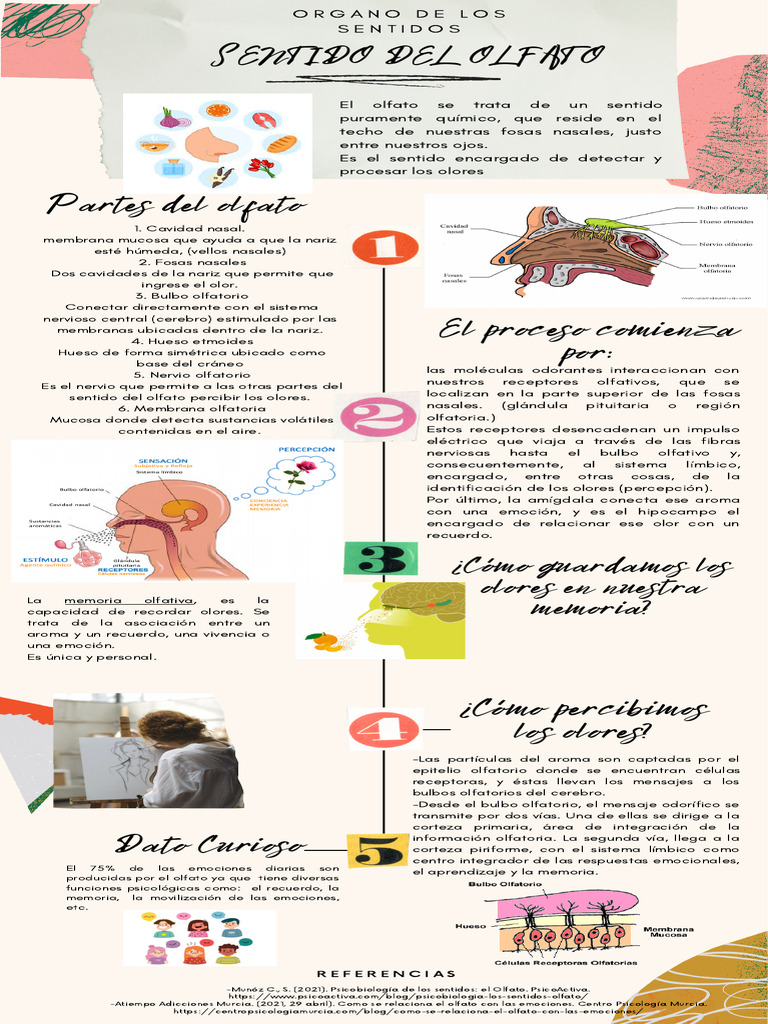 Exposición Sentidos Olfato | PDF | Sistema olfativo | Anatomía humana