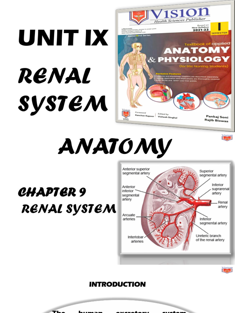 Anatomy and Physiology Unit 9 | PDF | Kidney | Urinary System